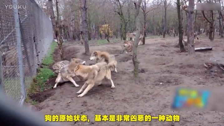 世界上最凶猛的狗排名,藏獒名在其中