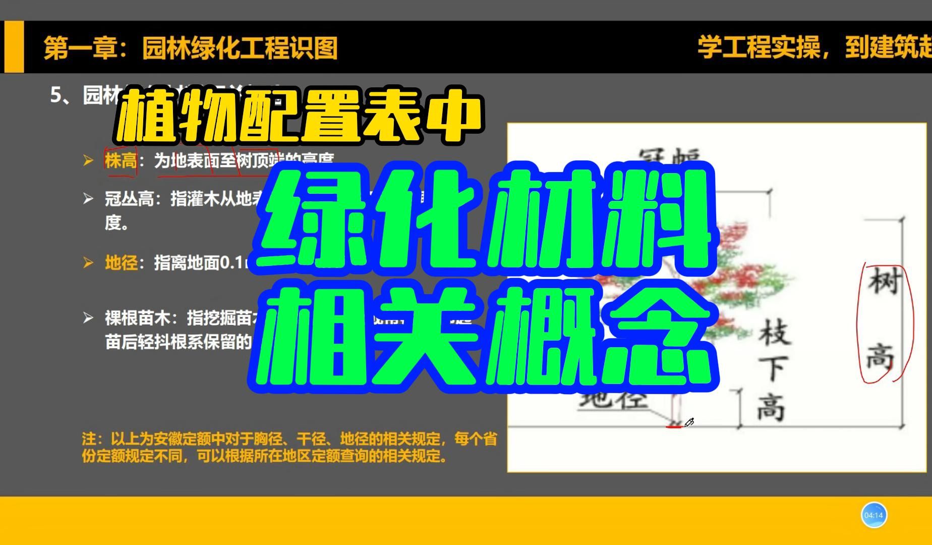 园林绿化工程中胸径、冠幅是什么意思?带你来看各地定额中如何规定/...
