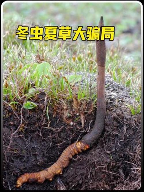 冬虫夏草究竟是虫还是草?它真的有药用价值吗?