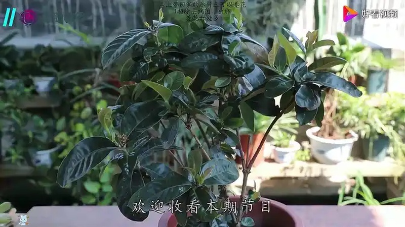山上带回家的松针土可以养花?1招除去病菌、虫卵,养花好处多