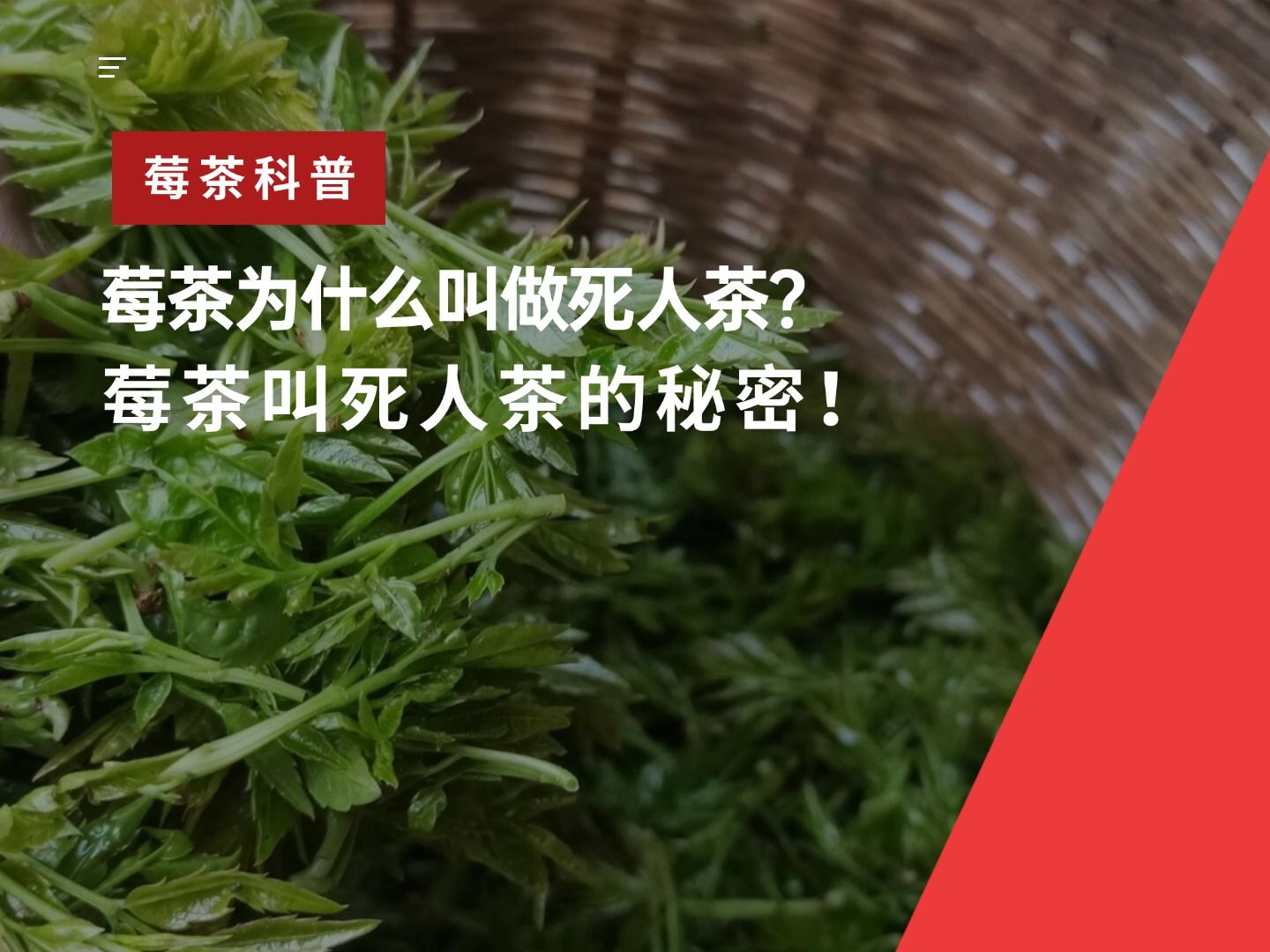 莓茶为什么叫死人茶