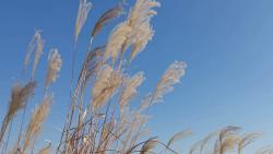 帕斯卡尔《人是能够思想的芦苇》:一个天才说透人的渺小与伟大