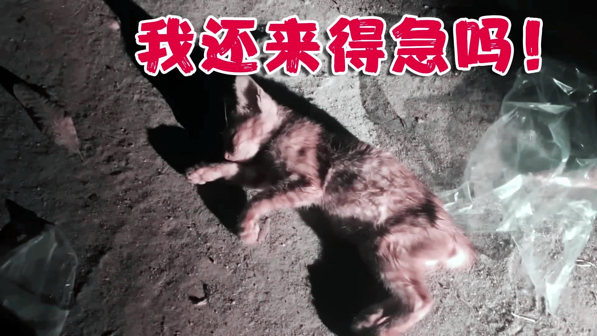 流浪小猫疑似被人投毒,突然倒地不起,呼吸正逐渐消失!