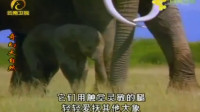 大象是最会交流的动物,不仅能用身体接触传递信息,还能表达情感