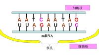 河北安国中学人教版生物必修二 4.1.2遗传信息的翻译-微课