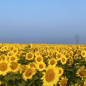 高中生物张老师工作室