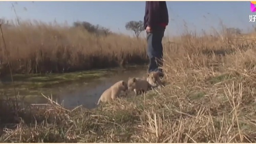 如何让这些小动物与人类和平相处,确保未来安全共存