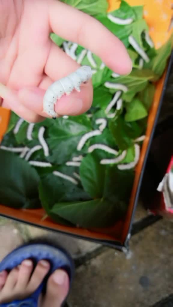 蚕宝宝居然拉粑粑在我手上