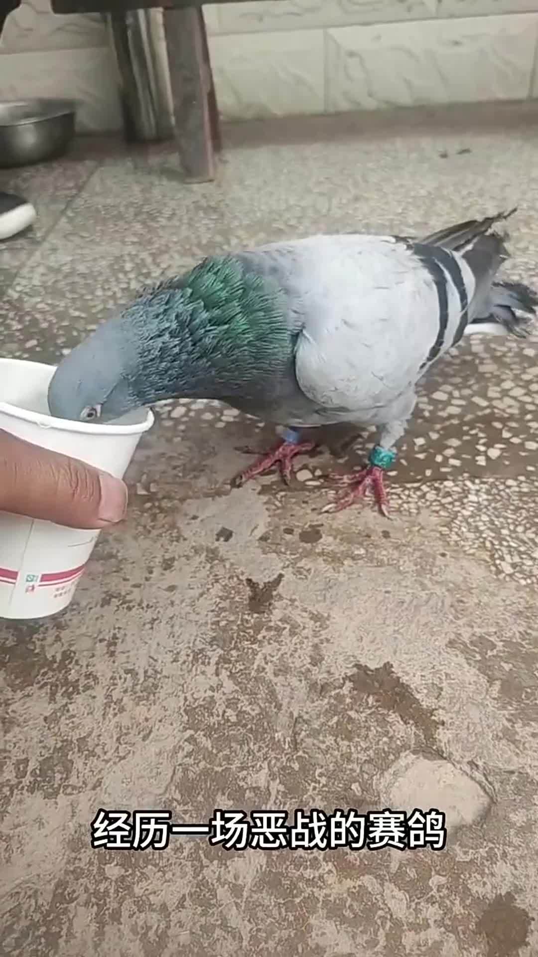 怪不得古代用鸽子传信!背后原因竟如此…