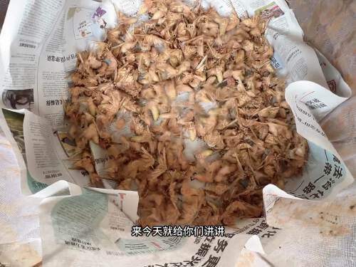 大蚕蛾 雄蚕蛾 公母都有