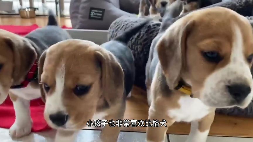 五种最适合家庭饲养的狗狗,你家的上榜了吗?