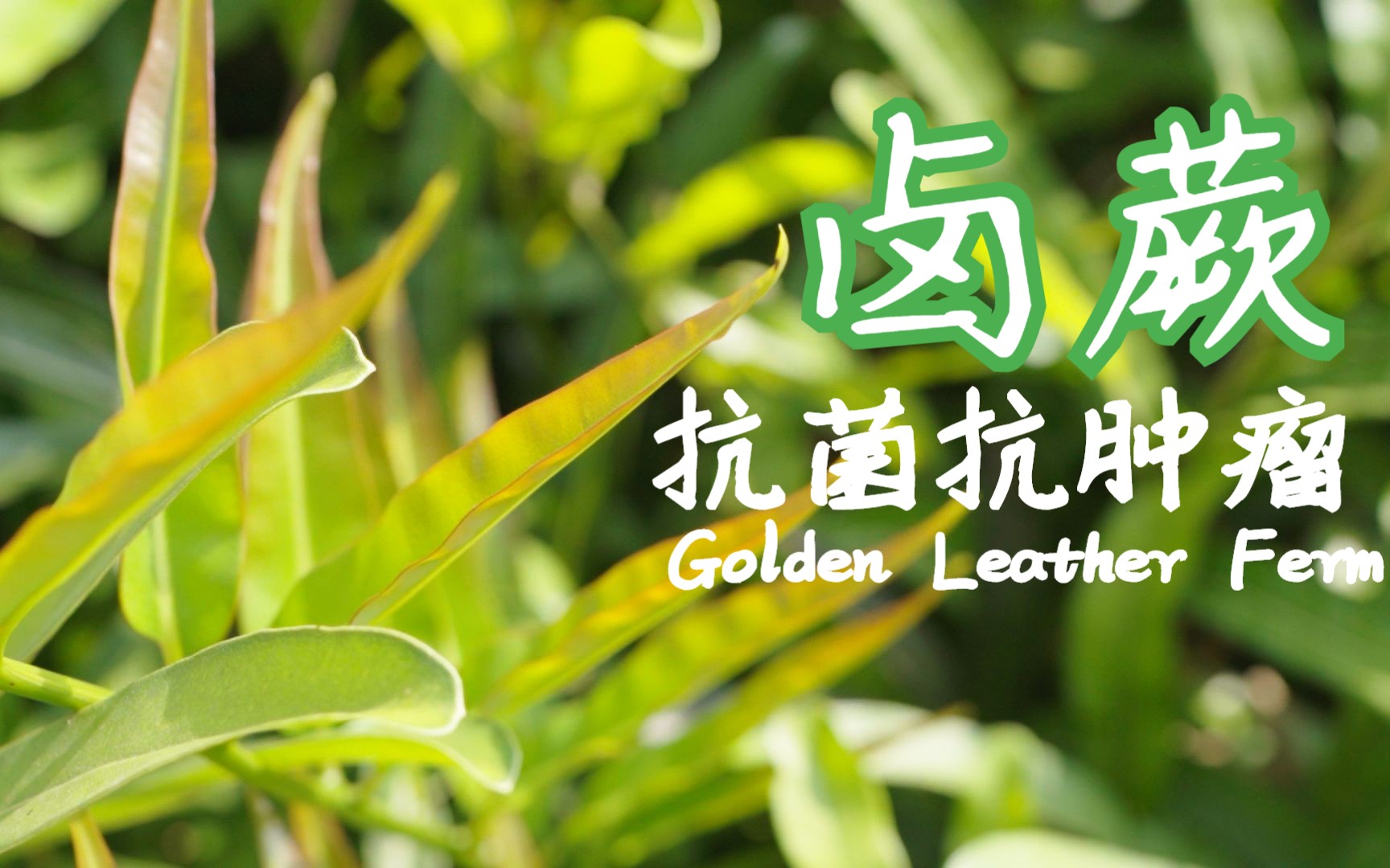 别撸猫了,今天来卤蕨,它是蕨类,也是真红树植物。