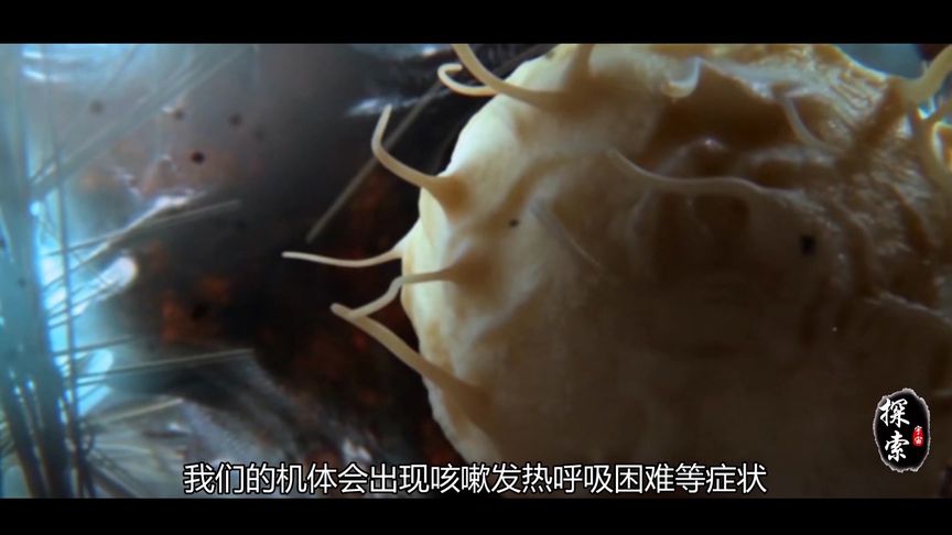 2分钟看完,病毒是如何入侵宿主,达到破坏细胞进行自我复制的!