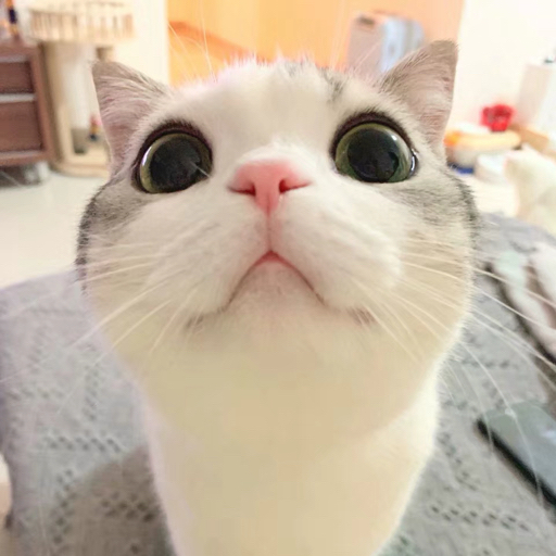 你的小刘学长 