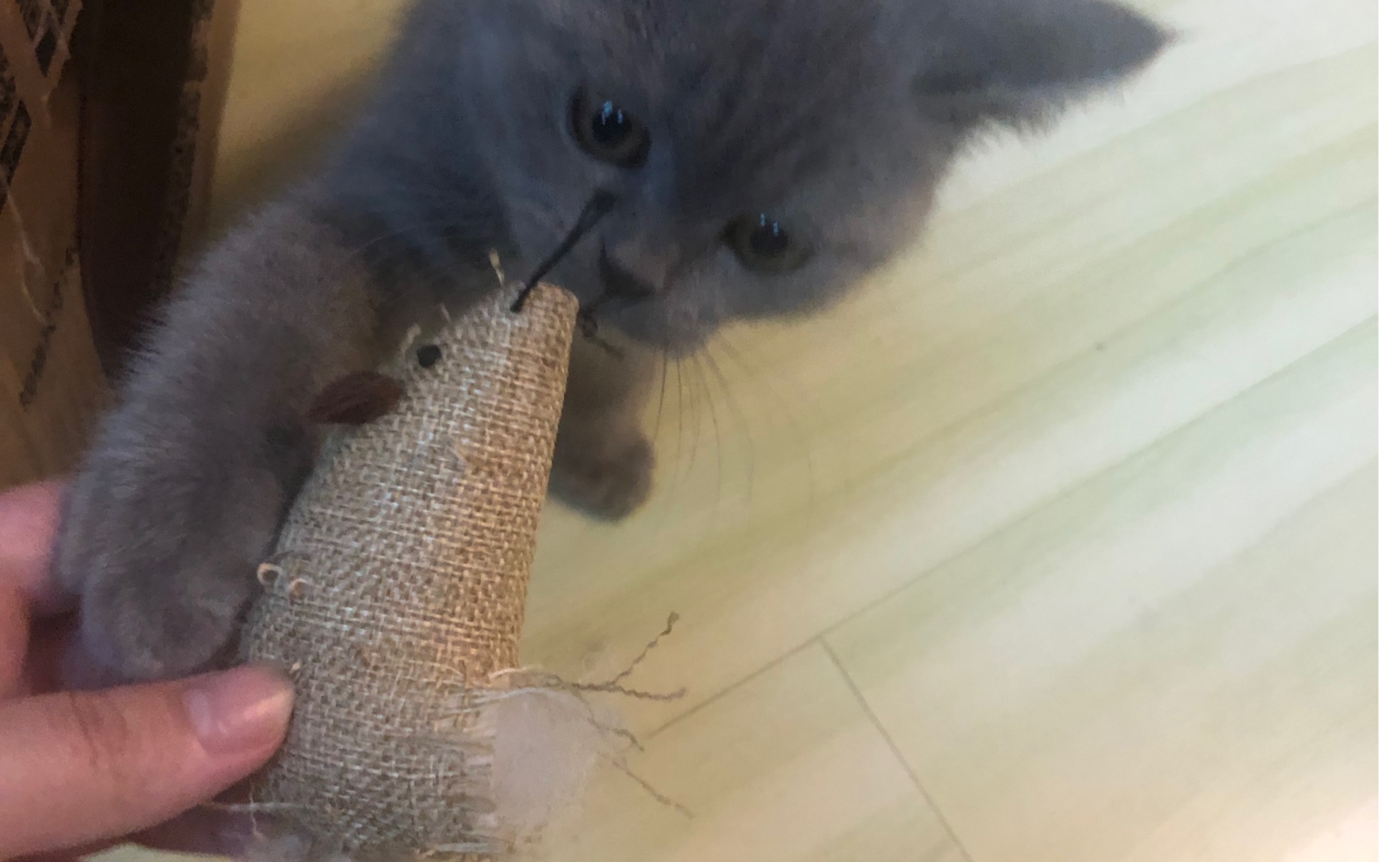 【英短蓝猫】小蓝猫的成长记录vlog片段,动作竟然与后期音乐踩点了