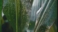 7 细菌和真菌在自然界中的作用及与人类的关系