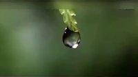神奇的植物生长过程