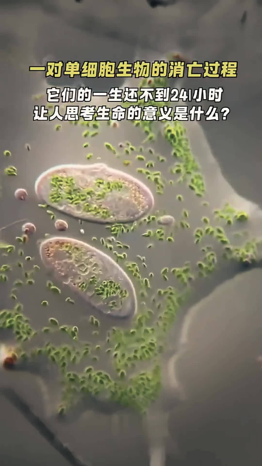 单细胞生物消亡过程,一生不到24小时,让人思考生命意义是啥