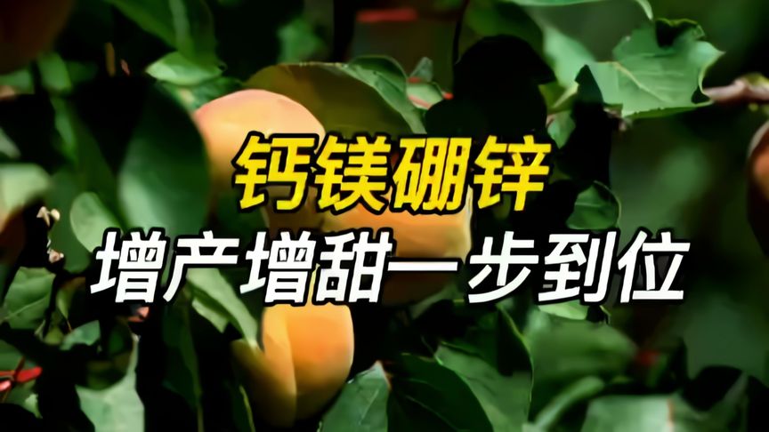 钙镁硼锌是什么肥料?在瓜果蔬菜上有什么作用?这个视频讲清楚了