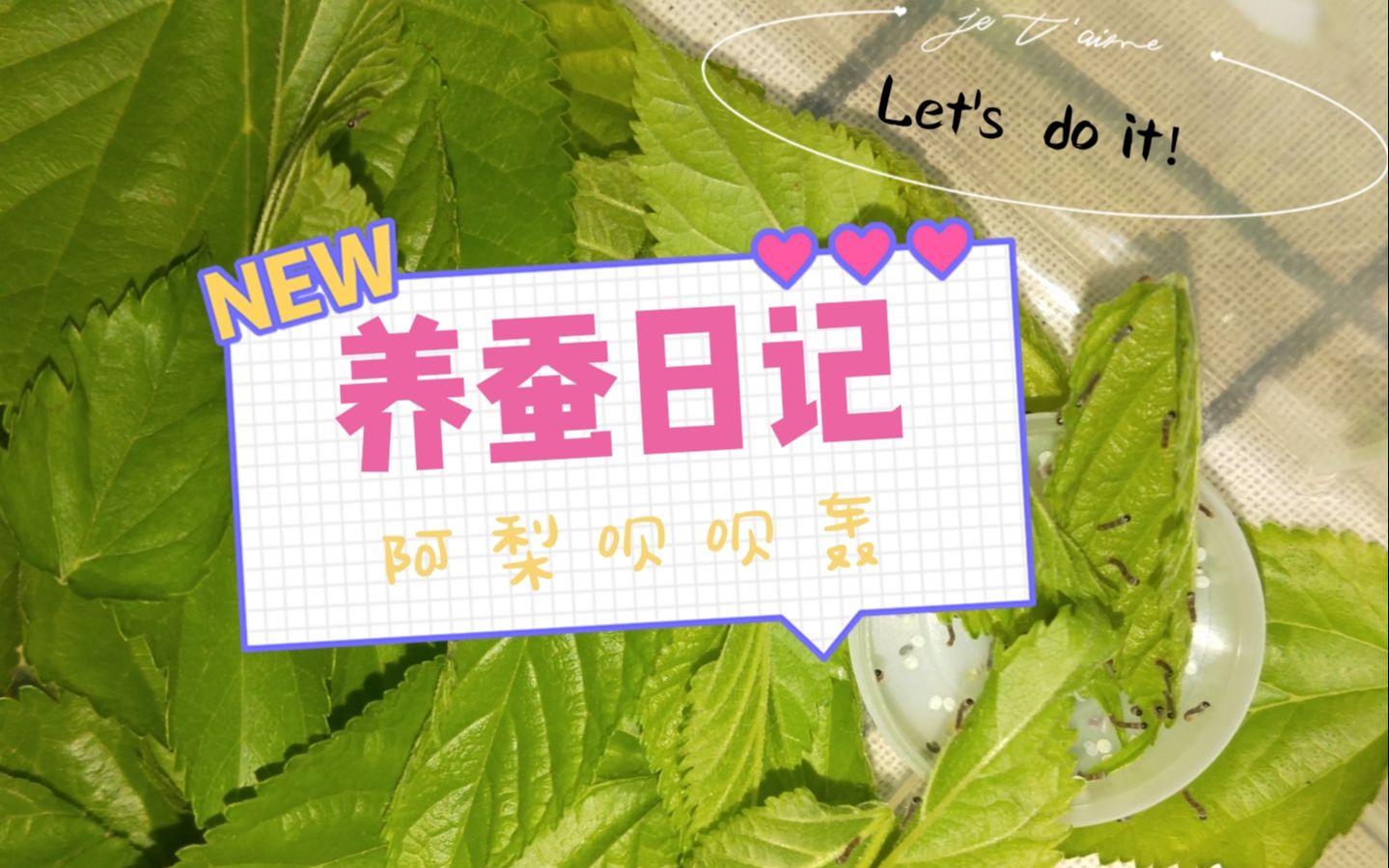 [养蚕日记]养蚕宝宝从孵卵开始