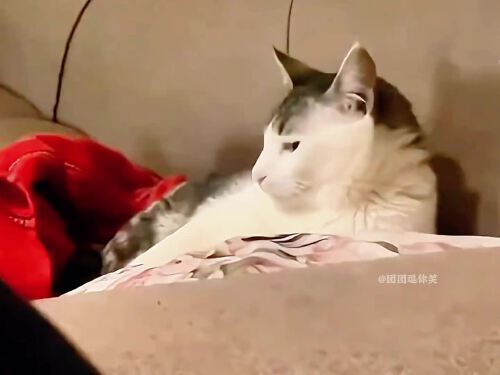 猫咪当我害怕极了!!!