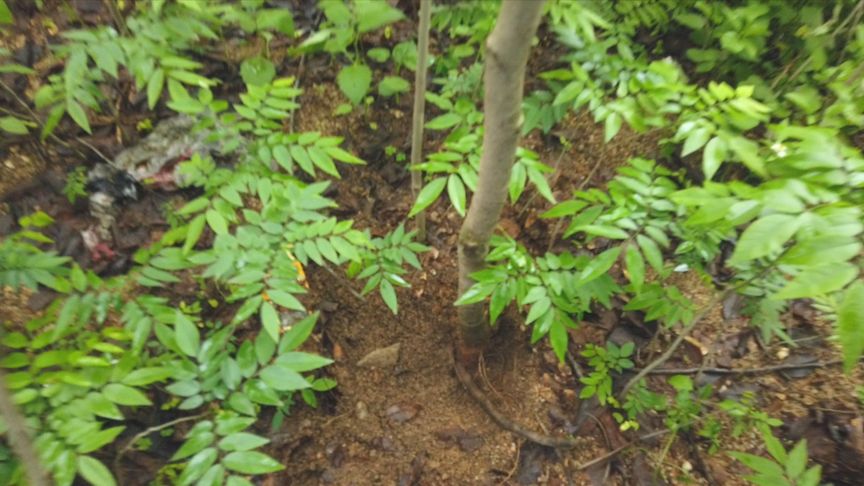 黄花梨树很容易种,半年内能长到两层楼高,5年后开始长芯材