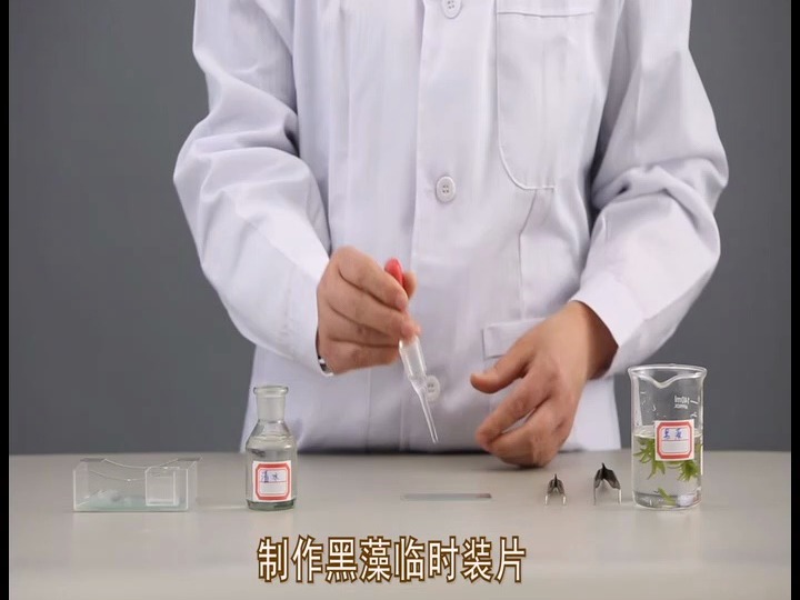 【高中生物实验】用高倍显微镜观察叶绿体和细胞质的流动实验操作视频