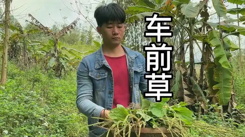 车前草作用厉害了