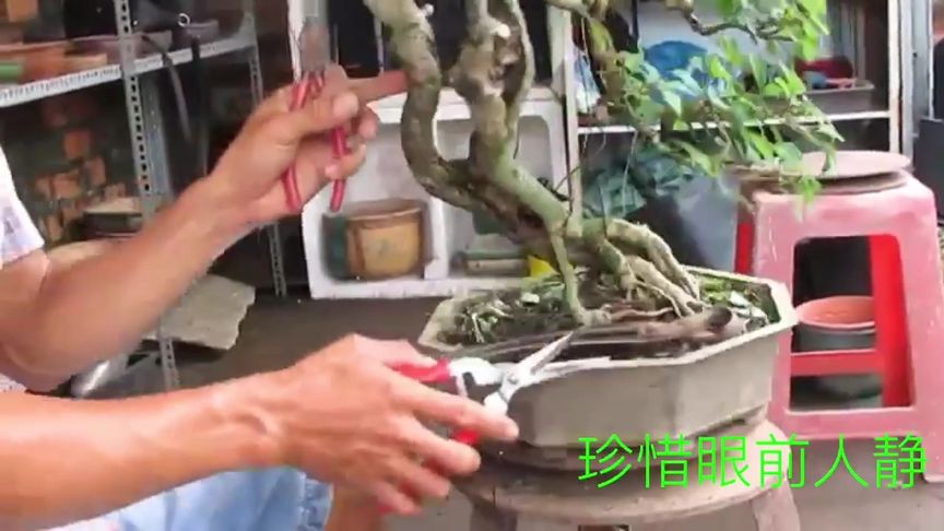 小叶琴榕整形大改造,看师傅如何给榕树拿弯修剪?