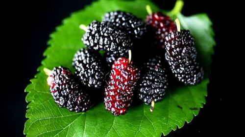 桑葚别乱吃!三大功效与禁忌揭秘,这样吃才最养生