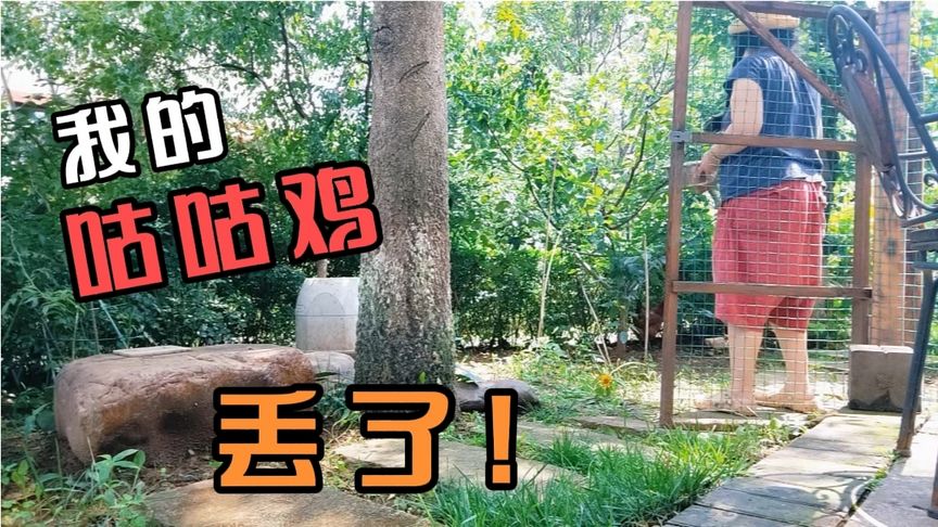 大家说说,当做宠物养了一年多的咕咕鸡若是丢了,会是什么后果?