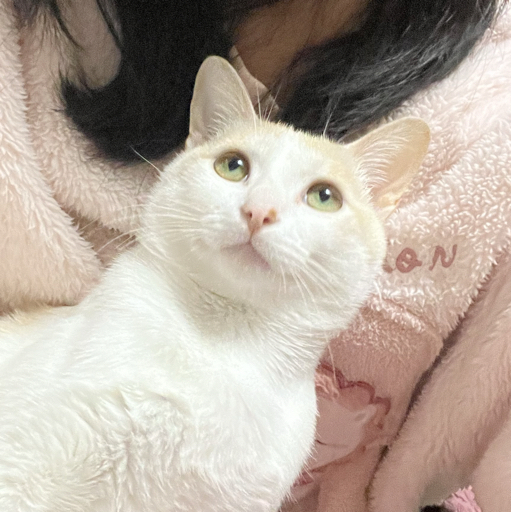 这只大屁股猫咪叫洋芋 