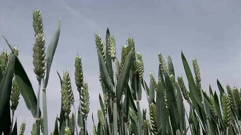 小麦在什么温度下停止生长科学种植,稳收保产