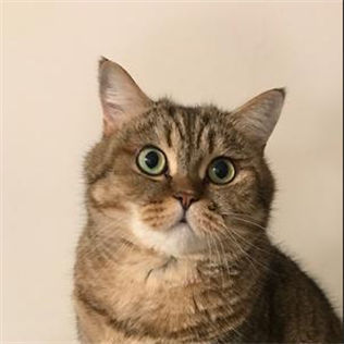 猫主子安安