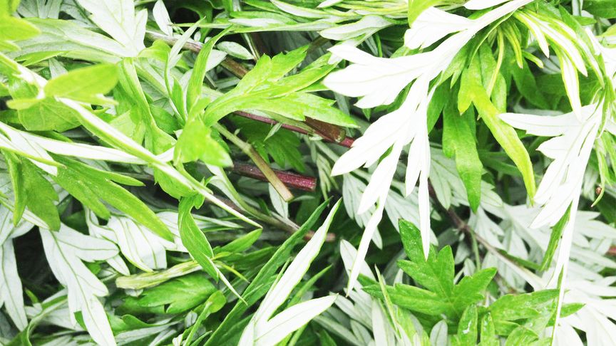 端午的艾草泡脚,有4个功效,4个禁忌,很多不人了解,总乱泡脚