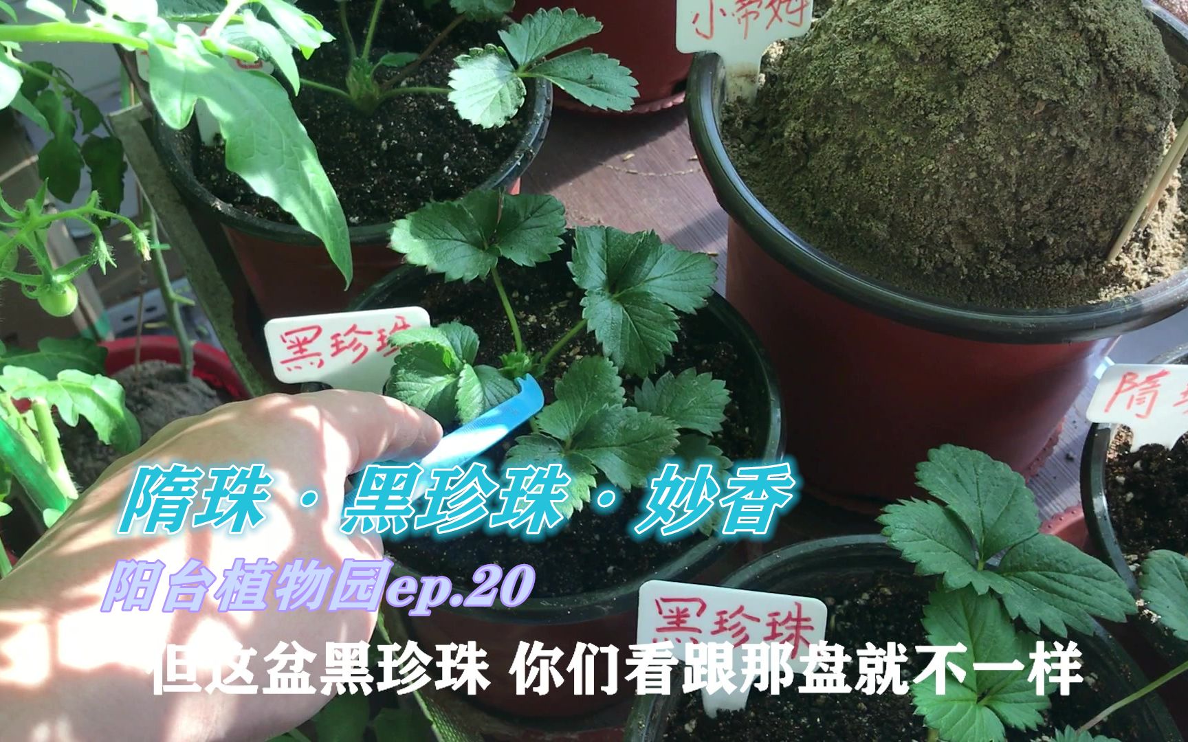 第四批草莓,隋珠,黑珍珠,妙香,新叶,新花芽往出钻