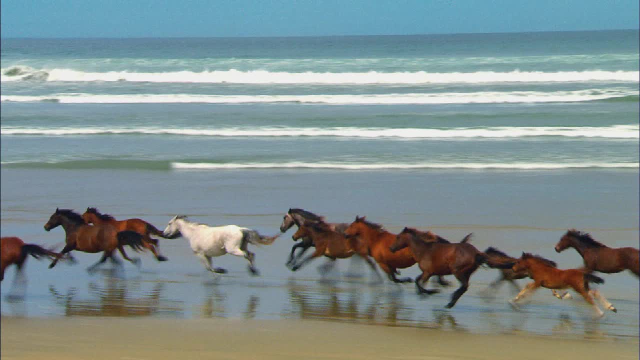 摄影师拍摄的大自然中各种各样的动物