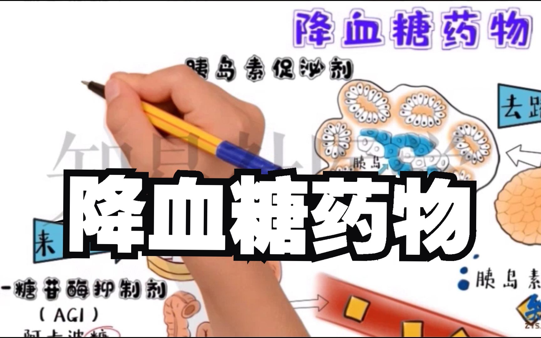 医学带背 7分钟掌握降血糖药物