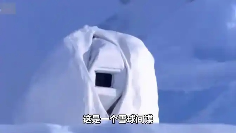 全球变暖加速冰川融化,北极熊困岛获鲸鱼美餐