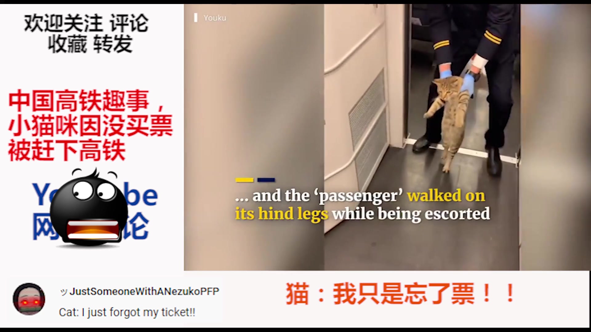 中国高铁趣事,小猫咪因没买票被赶下高铁,YouTube网友评论