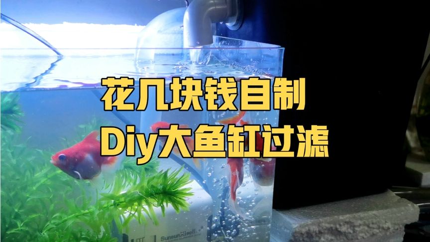 别再上网买几十上百的鱼缸过滤器了,自己花几块钱Diy自制一个