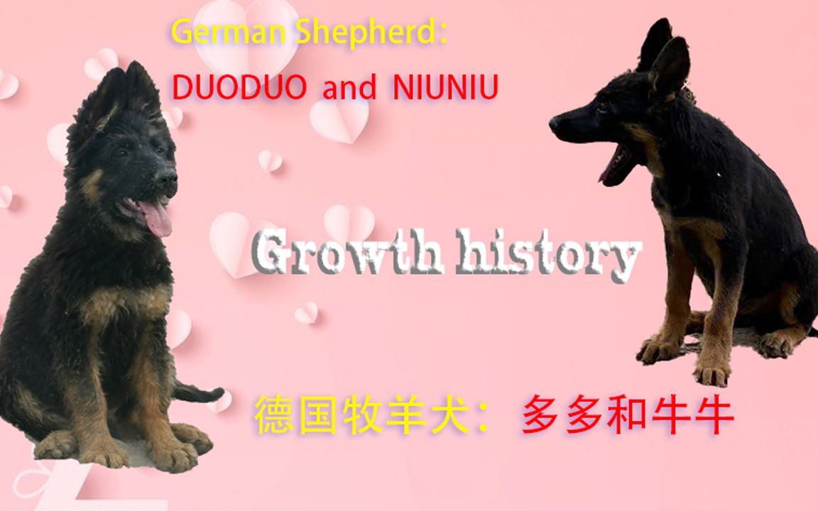 ...狼狗成长史|狼狗打架|牧羊犬打架|搞笑狗视频|猫和狗|国外养狗|狗|狗宝...