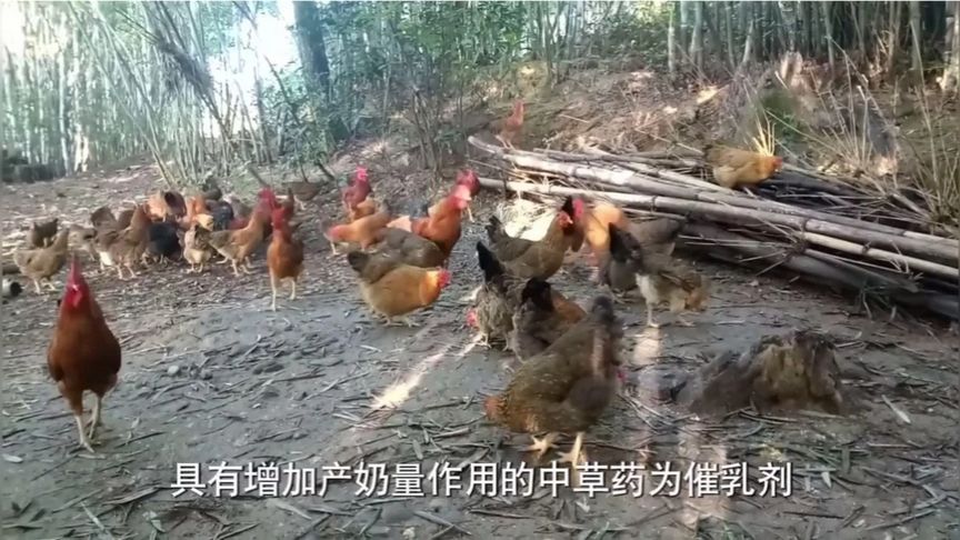 中草药在养殖中的分类作用