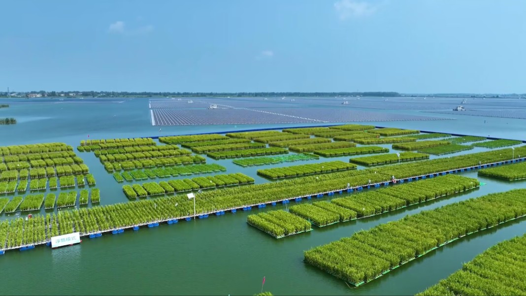 8月22日下午,“采煤地表沉陷区水面种植关键技术及模式研究与示范”...