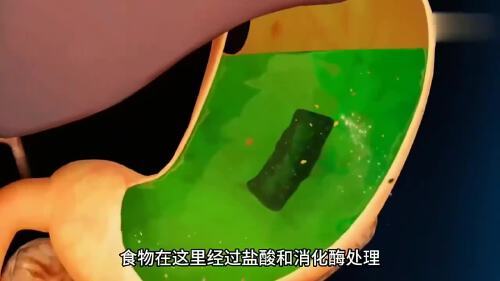 我一直很好奇便便是如何形成的呢?原理动画 3d动画演示