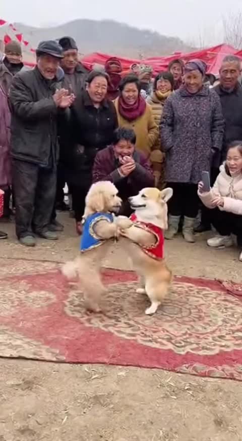 狗狗在大集上跳舞 #宠物狗狗视频 #动物表演节目 #不养狗不知道养狗...