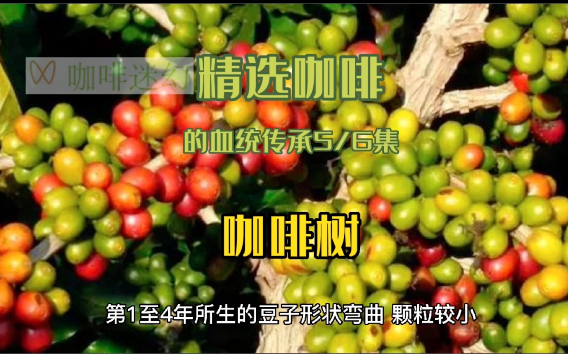 精选咖啡的血统传承5/6集——咖啡树