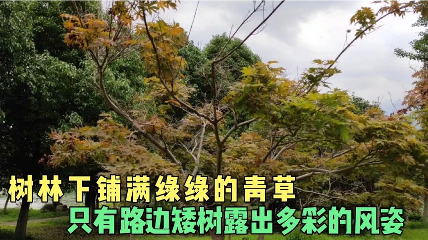 微风摇曳着树枝,树林下铺满绿绿青草,只有路边矮树露出多彩风姿