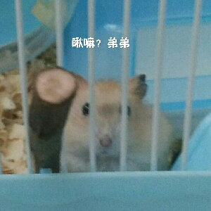 唯见烟雨入西楼丶 