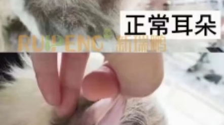 『宠物医疗知识小科普:耳血肿』当耳廓受到强烈摩擦时,导致位于耳廓...